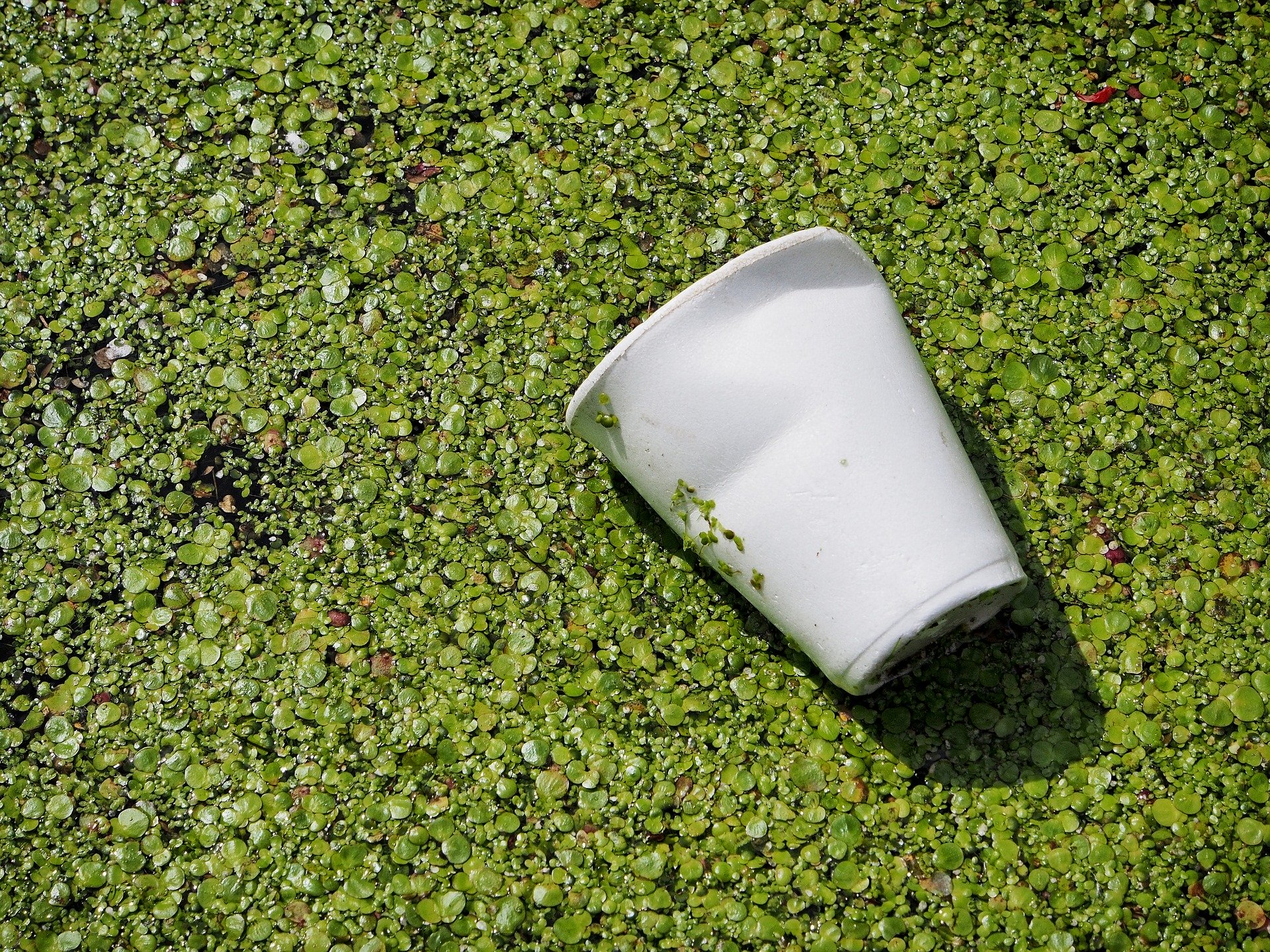 OECD 301: Biodegradability or Biodegradation Test - Analytice