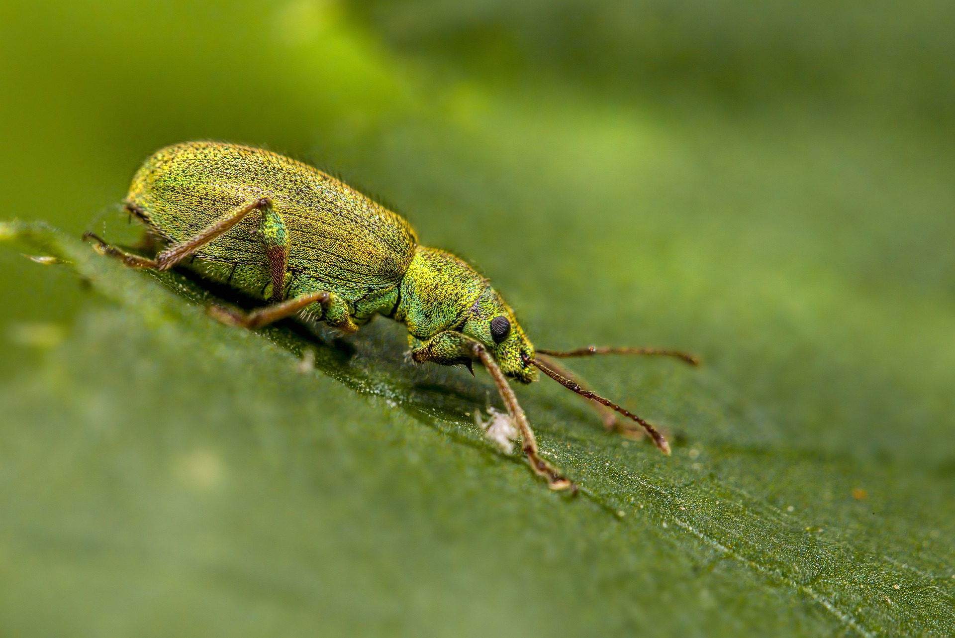 Laboratoires d’analyse de la chitine (CAS : 1398-61-4) - Analytice